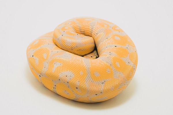 Understanding Abstraction In Python Part 1 Section 